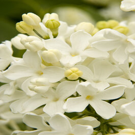 Angel White Lilac, Syringa vulgaris 'Angel White' (Descanso Hybrid)