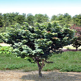 Little Woody Redbud, Cercis canadensis 'Little Woody', Monrovia Plant
