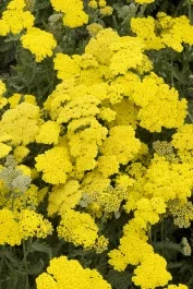 moonshine yarrow