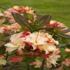 Cannon's Double Azalea, Azalea x 'Cannon's Double' (Exbury hybrid)