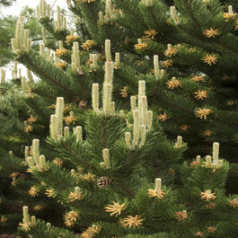 Oregon Green Austrian Pine, Pinus nigra 'Oregon Green', Monrovia Plant