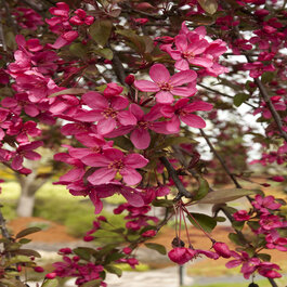 Centurion® Crabapple, Malus x 'Centzan', Monrovia Plant