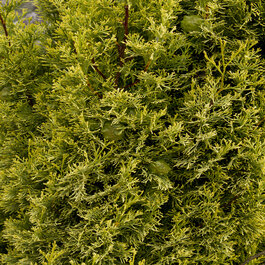 Swane's Golden Italian Cypress, Cupressus sempervirens 'Swane's Golden'