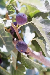 fig tree cleethorpes