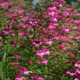Red Rocks® Penstemon, Penstemon x mexicali 'P008S', Monrovia Plant