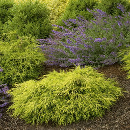 Sungold Thread-Branch Cypress, Chamaecyparis pisifera filifera 'Sungold'