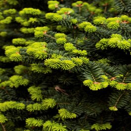 Dwarf Balsam Fir, Abies balsamea 'Nana', Monrovia Plant