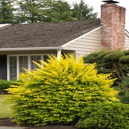 Vicary Golden Privet, Ligustrum x vicaryi, Monrovia Plant