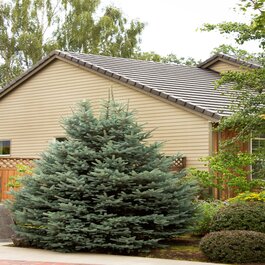 Fat Albert Colorado Blue Spruce, Picea pungens 'Fat Albert', Monrovia Plant