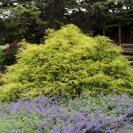 Golden Mop Threadleaf False Cypress, Chamaecyparis pisifera 'Golden Mop'