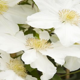 Toki Clematis, Clematis x 'Toki', Monrovia Plant