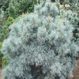 Blue Angel White Pine, Pinus parviflora 'Blue Angel', Monrovia Plant