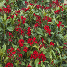 Compact Spicy Jatropha, Jatropha integerrima 'Compacta', Monrovia Plant