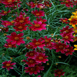 Cruizin' Main Street Coreopsis, Monrovia Plant