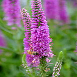 Vernique® Rose Veronica, Veronica longifolia 'Vernique Rose'