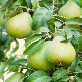 Three-in-One Combo Pear, Monrovia Plant