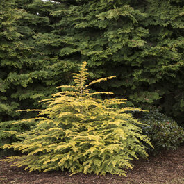 Golden Duke® Eastern Hemlock, Tsuga canadensis 'MonJers' PP #27,468
