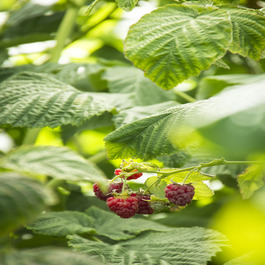 Canby Red Raspberry, Rubus idaeus 'Canby Red', Monrovia Plant