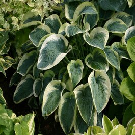 Northern Exposure Hosta, Hosta sieboldiana 'Northern Exposure'