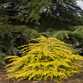 Golden Duchess® Eastern Hemlock, Tsuga canadensis 'MonKinn' PP #25,503