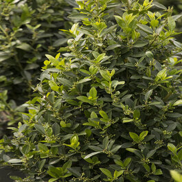 Emerald Colonnade® Holly, Ilex x 'RutHol1' PP #23,905, Monrovia Plant