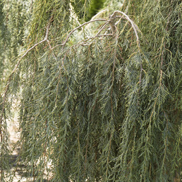 Tolleson's Blue Weeping Juniper, Monrovia Plant