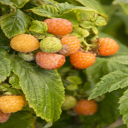 Fall Gold Raspberry, Rubus idaeus var. strigosus 'Fall Gold'