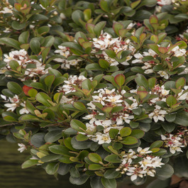 Southern Moon® Yedda Hawthorn, Monrovia Plant