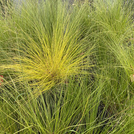 Golden Needles Prairie Dropseed, Sporobolus heterolepis 'Golden Needles'