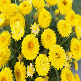 Granvia Gold Strawflower, Xerochrysum bracteatum, Monrovia Plant