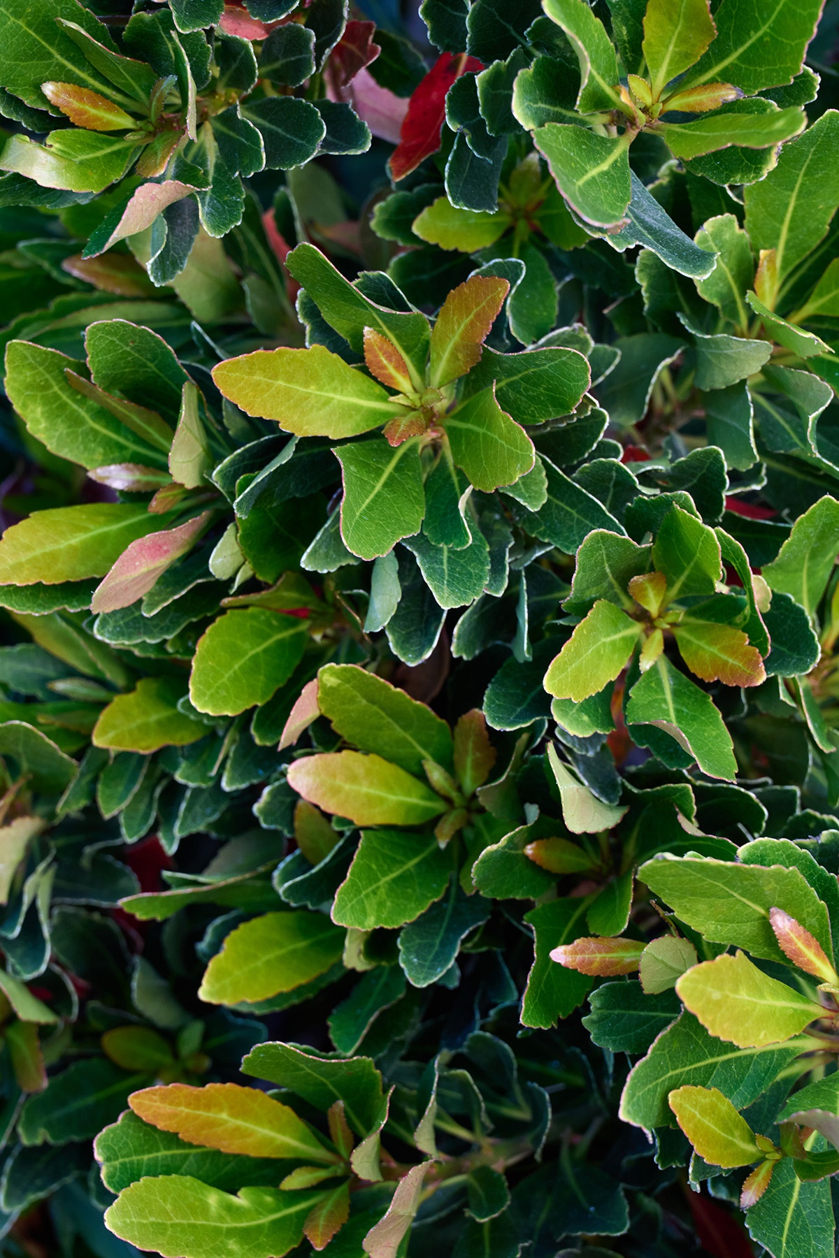 Shogun® Series Little Emperor™ Japanese Blueberry Tree, Monrovia Plant