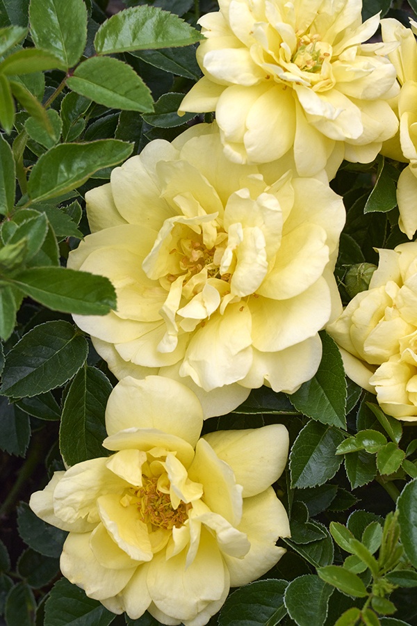 Flower Carpet® Yellow Rose, Rosa x 'Noalesa', Monrovia Plant