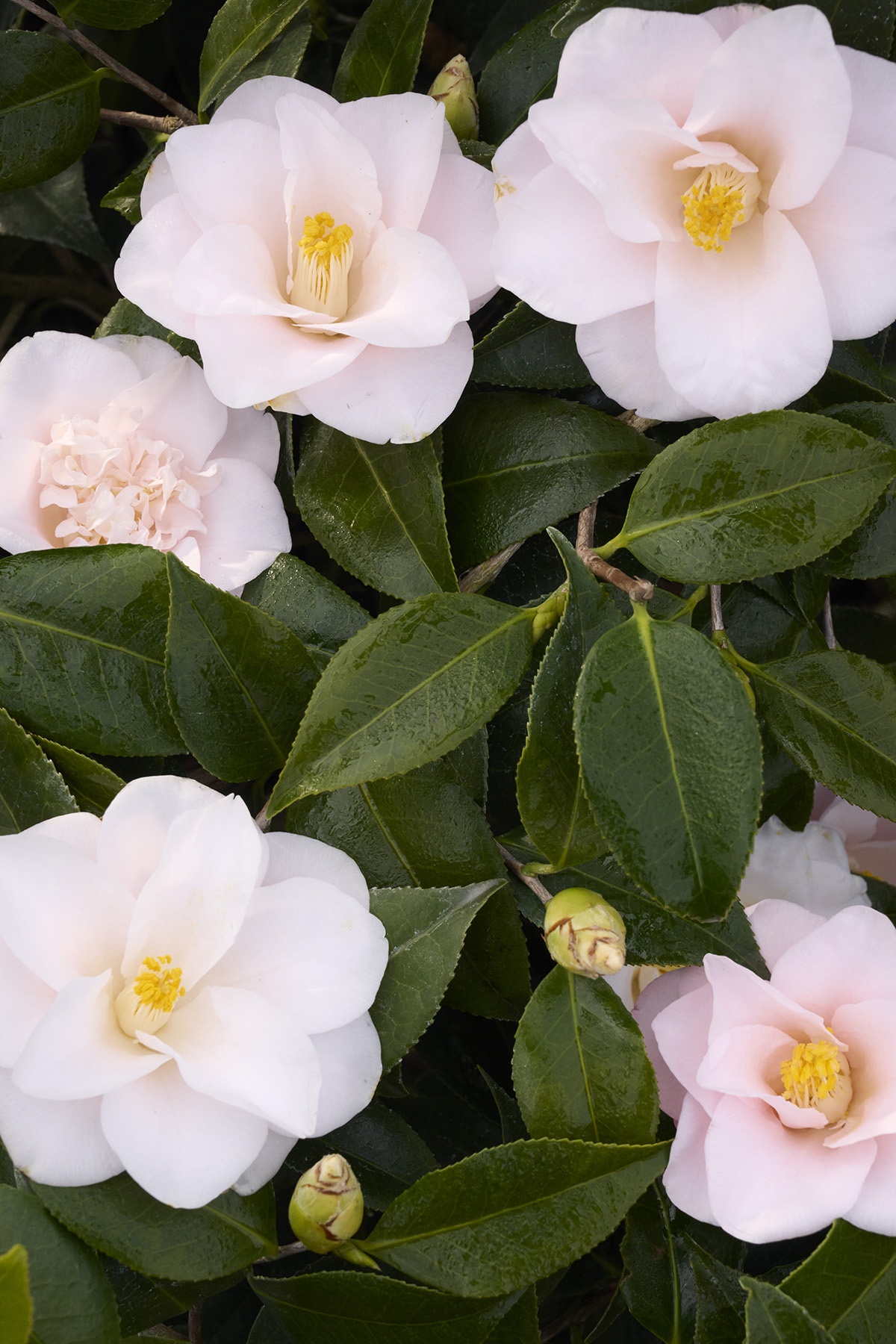 Magnoliaeflora Camellia, Camellia japonica 'Magnoliaeflora', Monrovia Plant