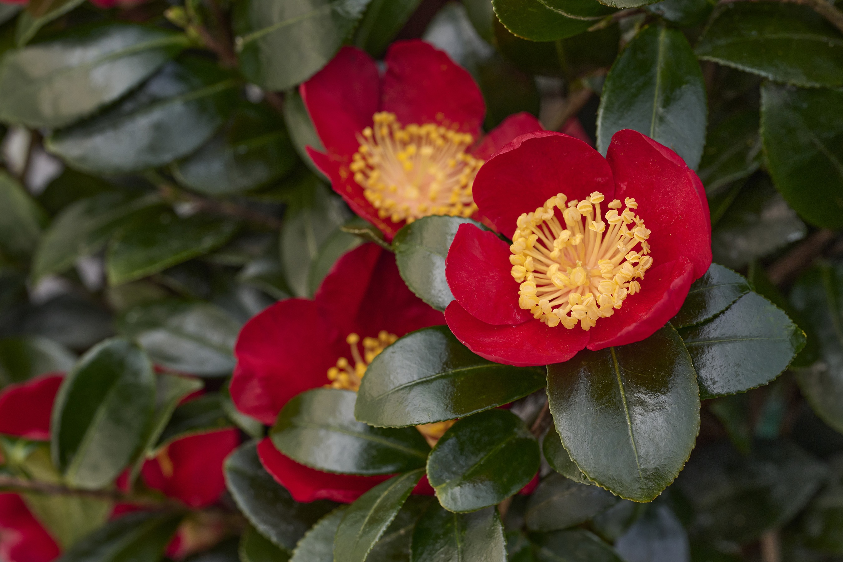 Yuletide Camellia, Camellia sasanqua 'Yuletide', Monrovia Plant