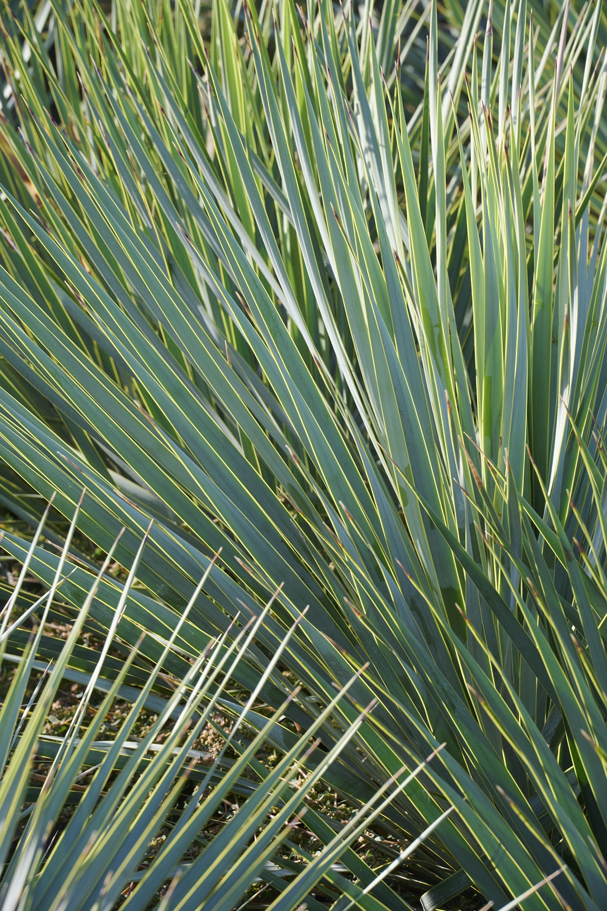 Blue Beaked Yucca, Yucca rostrata, Monrovia Plant