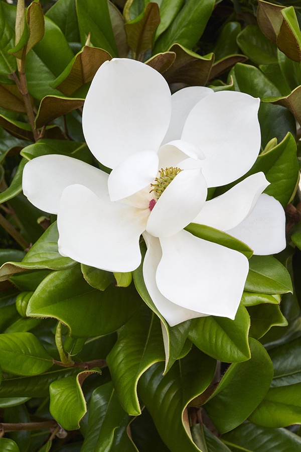 Baby Grand® Magnolia, Magnolia grandiflora var. 'STRgra', Monrovia Plant