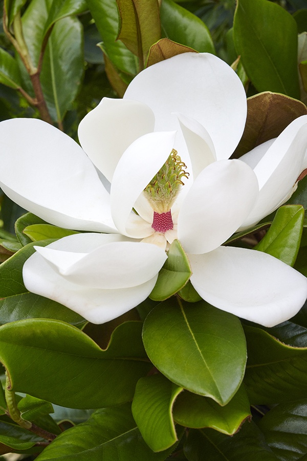 Baby Grand® Magnolia, Magnolia grandiflora var. 'STRgra', Monrovia Plant