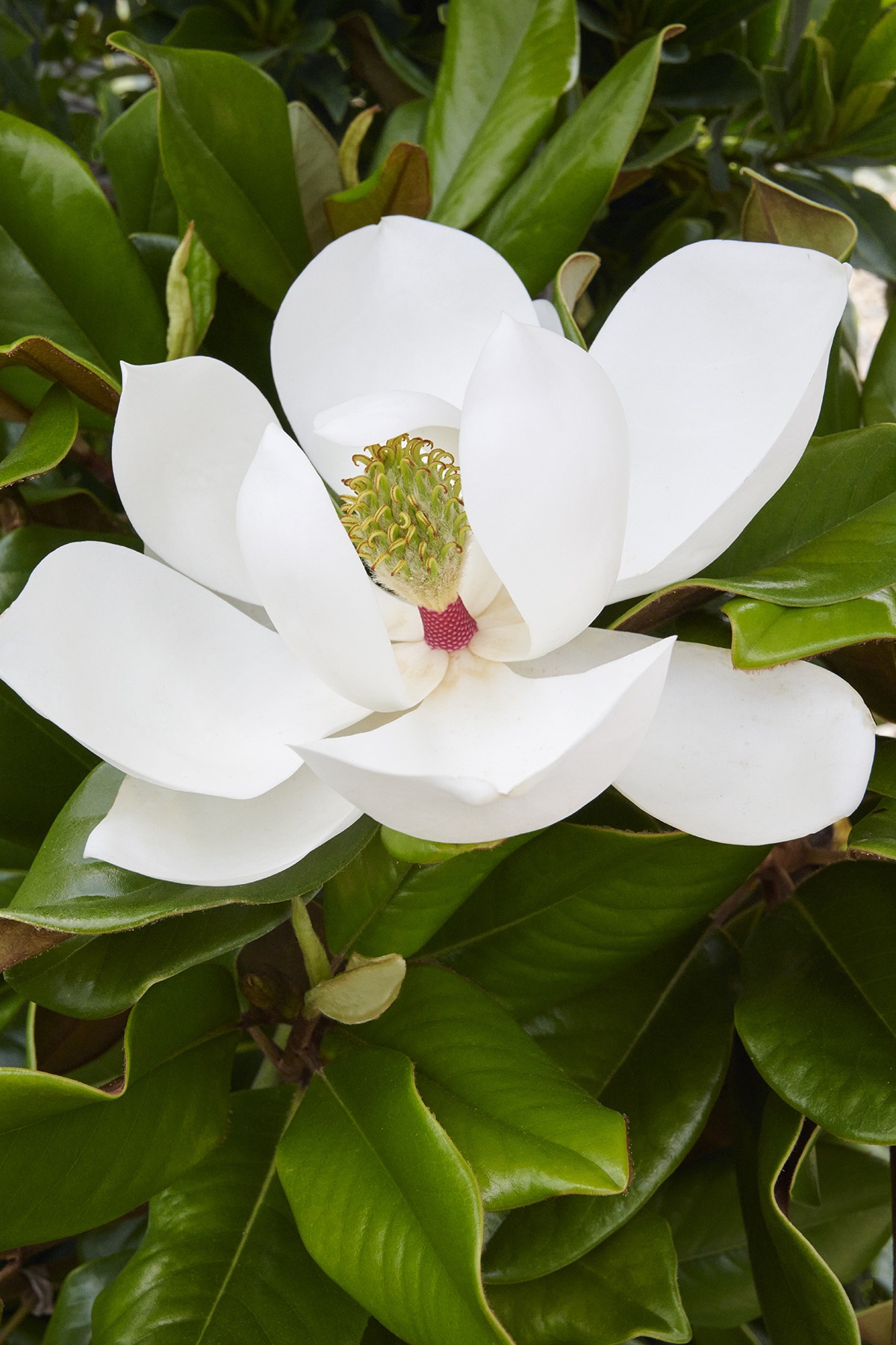 Baby Grand® Magnolia, Magnolia grandiflora var. 'STRgra', Monrovia Plant