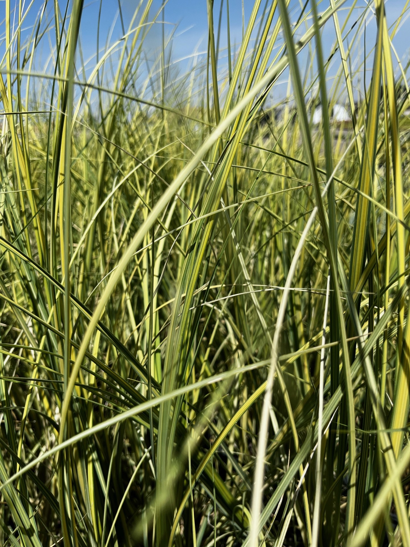 Sun Stripe® Variegated Pampas Grass, Cortaderia selloana 'Monvin'