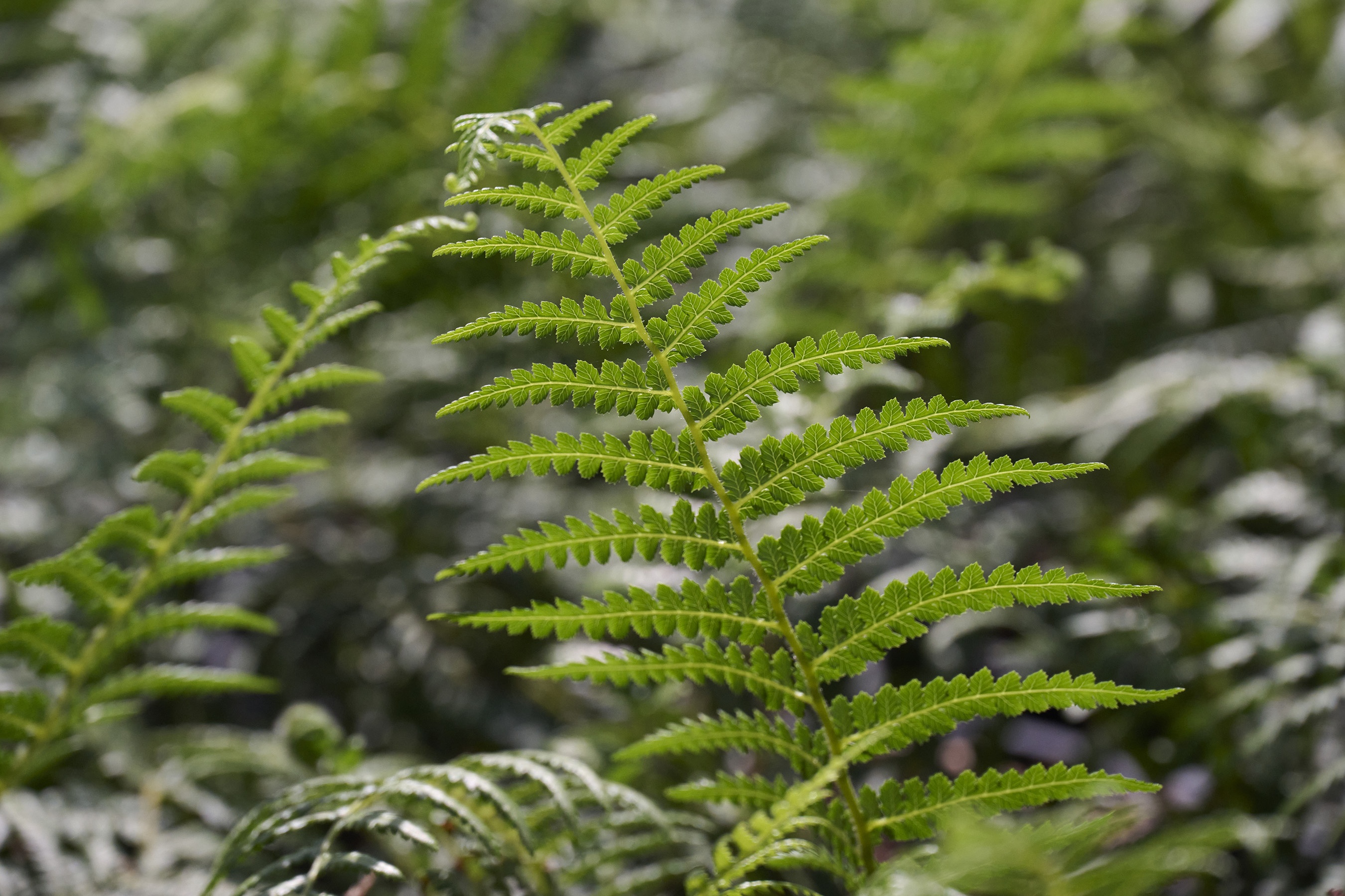 Tasmanian Tree Fern, Dicksonia antarctica, Monrovia Plant