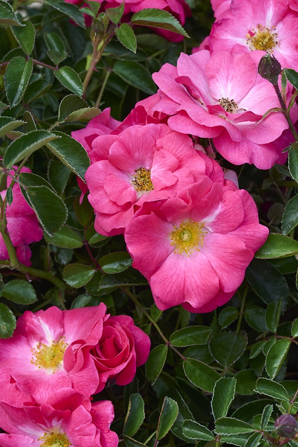 Flower Carpet® Pink Supreme Rose, Rosa x 'NOA168098F' PP #19,206