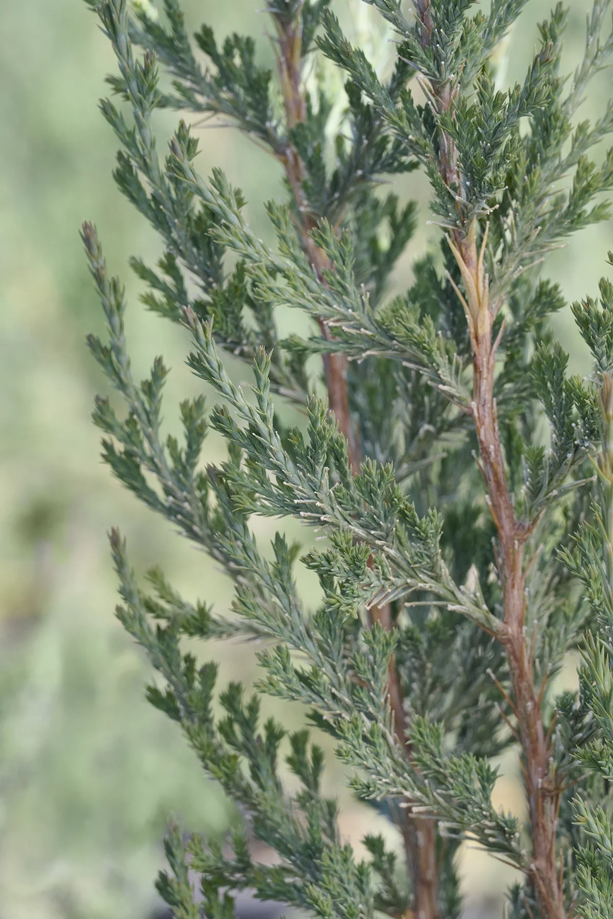 Taylor Juniper, Juniperus virginiana 'Taylor', Monrovia Plant
