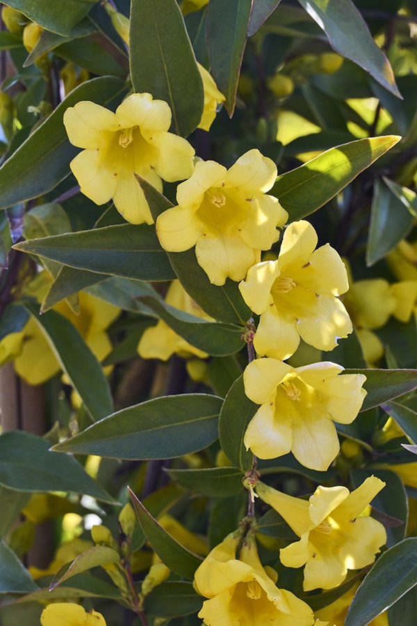 Carolina Jessamine, Gelsemium sempervirens, Monrovia Plant