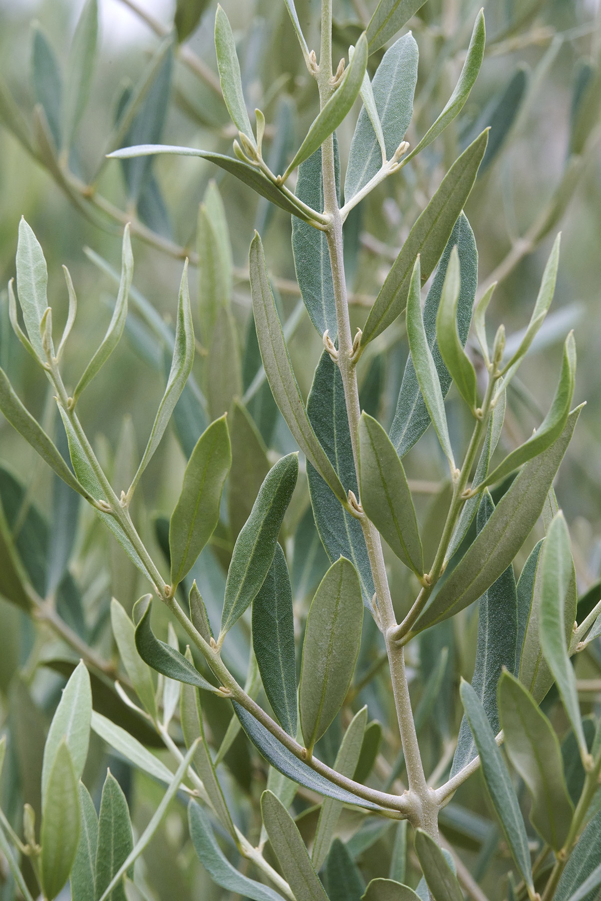 Majestic Beauty® Fruitless Olive, Olea europaea 'Monher', Monrovia Plant