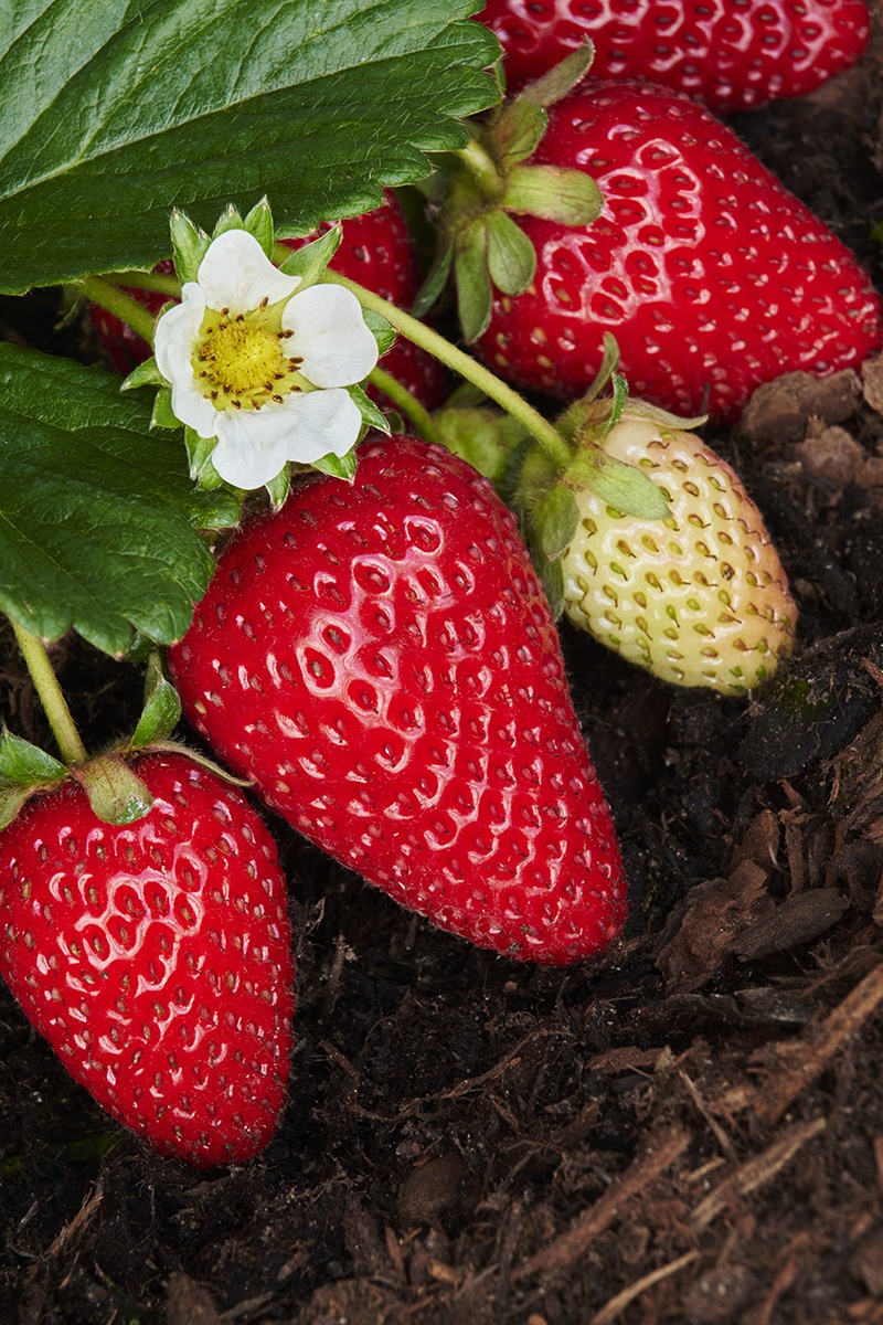 Albion Strawberry, Fragaria x ananassa 'Albion', Monrovia Plant