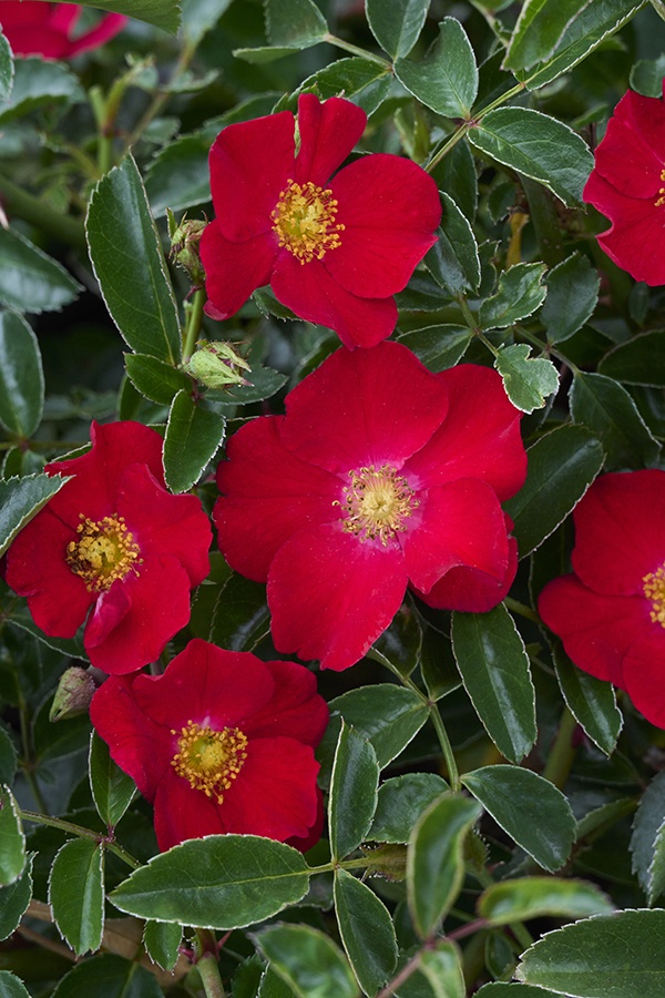 Flower Carpet® Red Rose, Rosa x 'Noare', Monrovia Plant