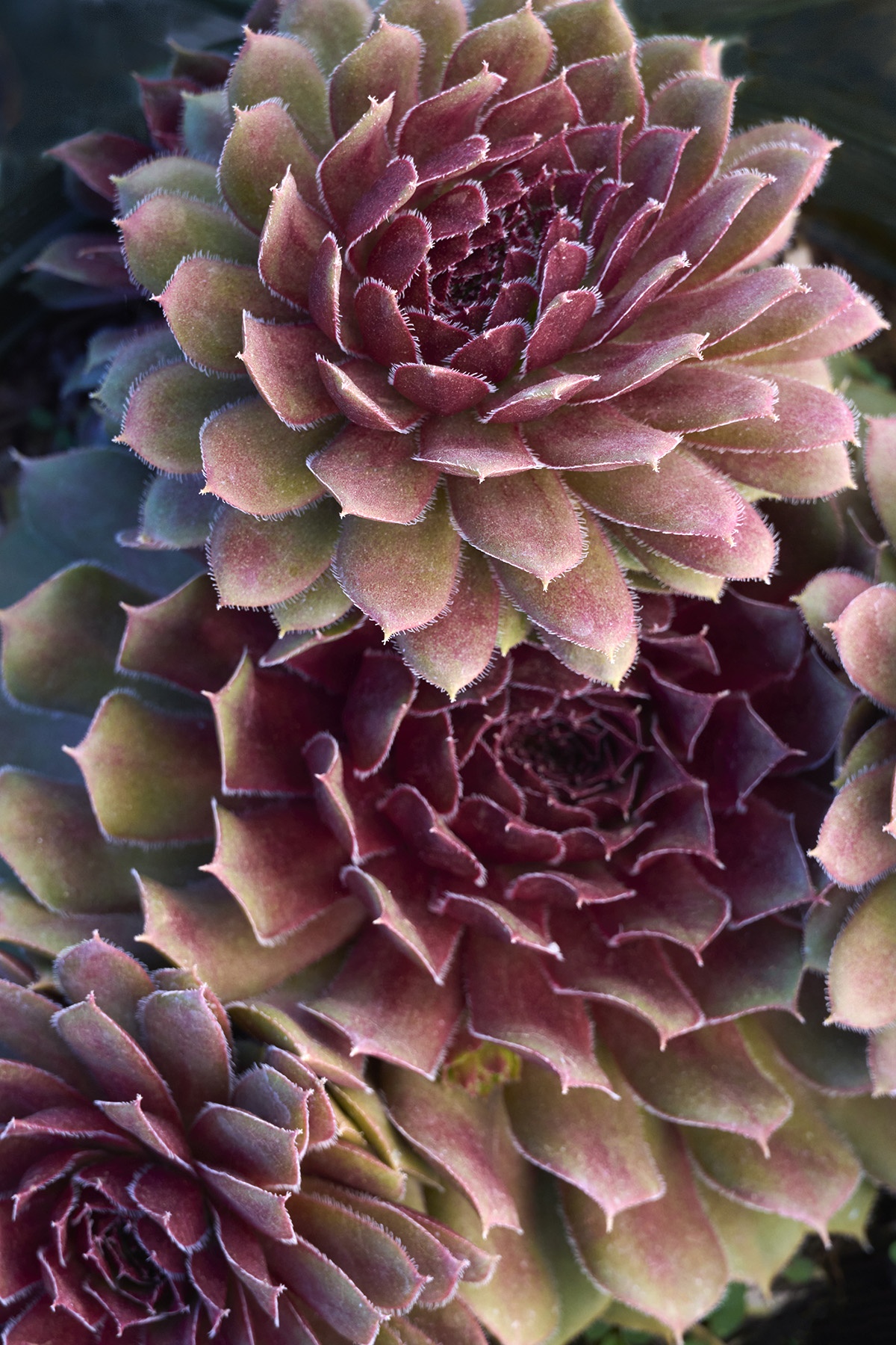 Royal Ruby Hens and Chicks, Sempervivum 'Royal Ruby', Monrovia Plant