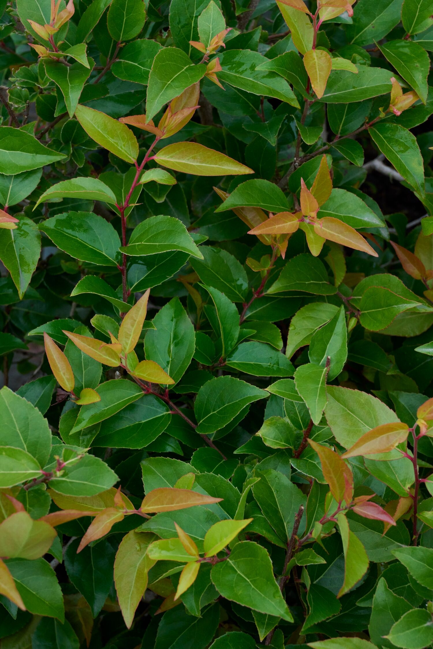 Shiny Xylosma, Xylosma congestum, Monrovia Plant