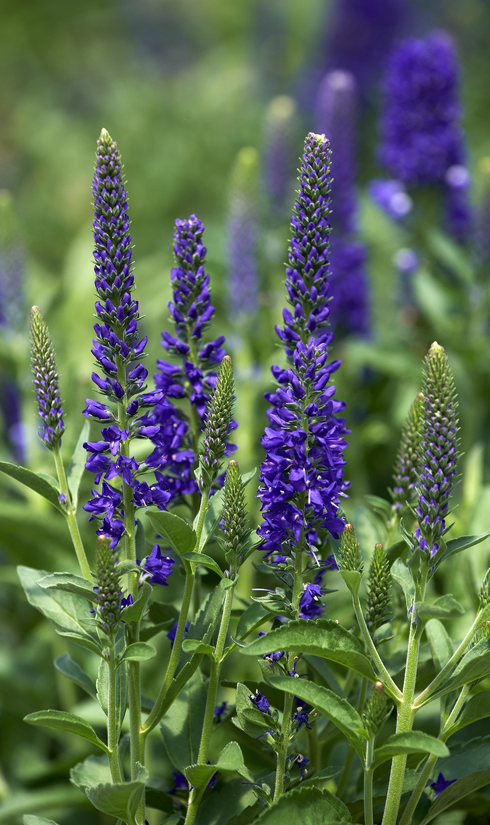 Vernique® Dark Blue Veronica, Veronica longifolia 'Vernique Dark Blue'