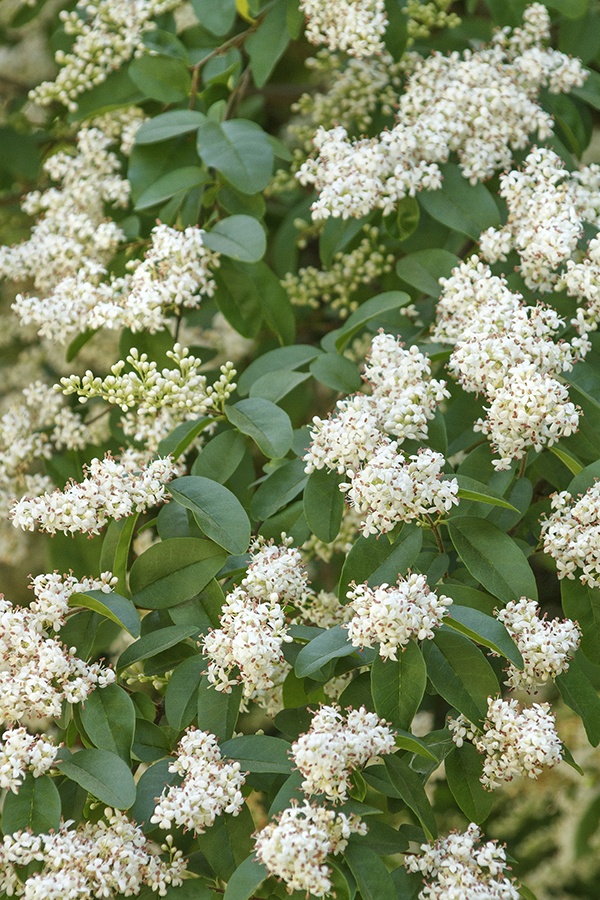 California Privet, Ligustrum ovalifolium, Monrovia Plant